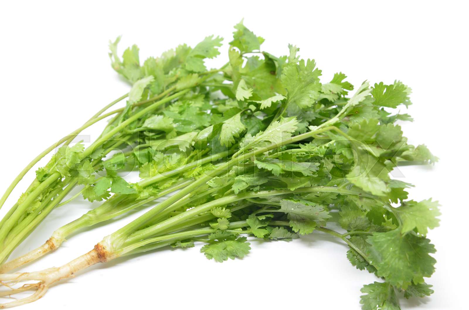 Fresh coriander bunch | Stock image | Colourbox