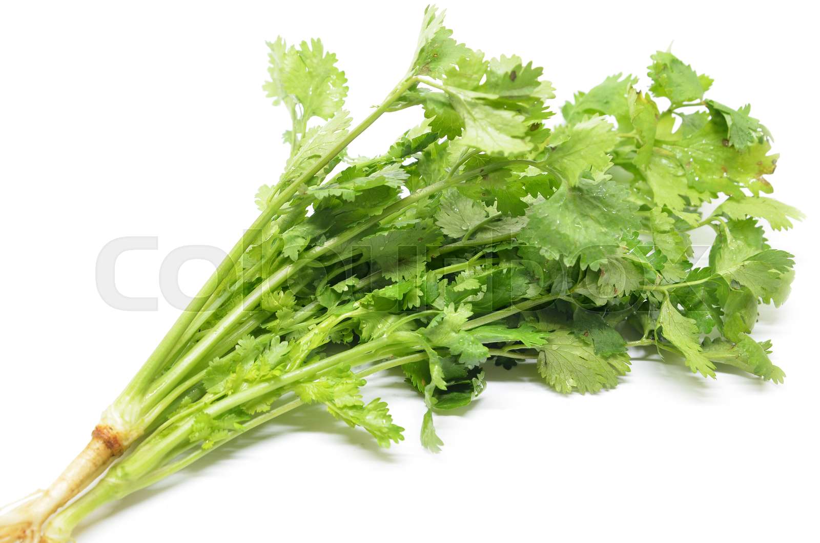 Fresh coriander bunch | Stock image | Colourbox