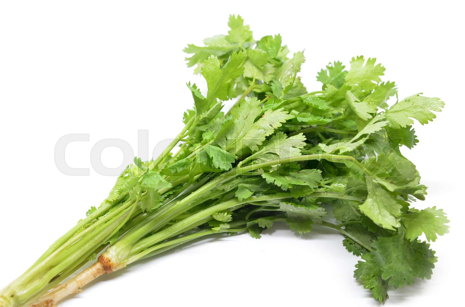 Fresh coriander bunch | Stock image | Colourbox
