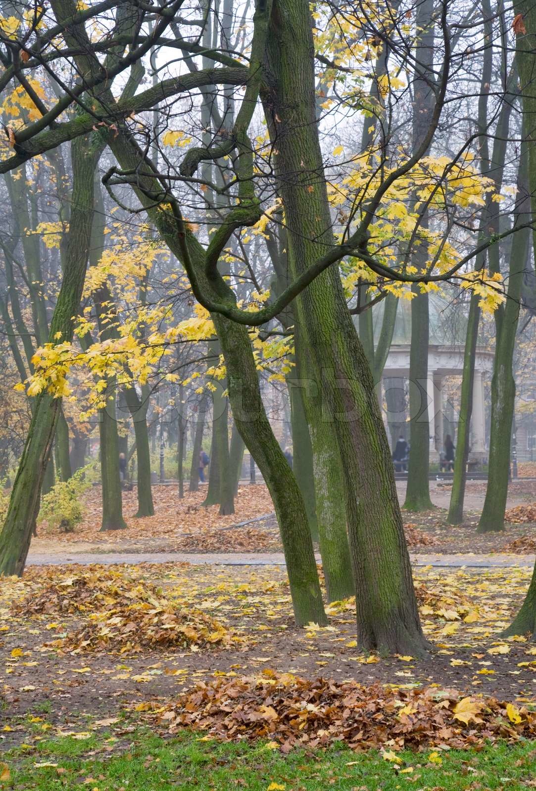 Letzte goldner Baum Laub, Gehweg, und fallende Blätter | Stock Bild ...