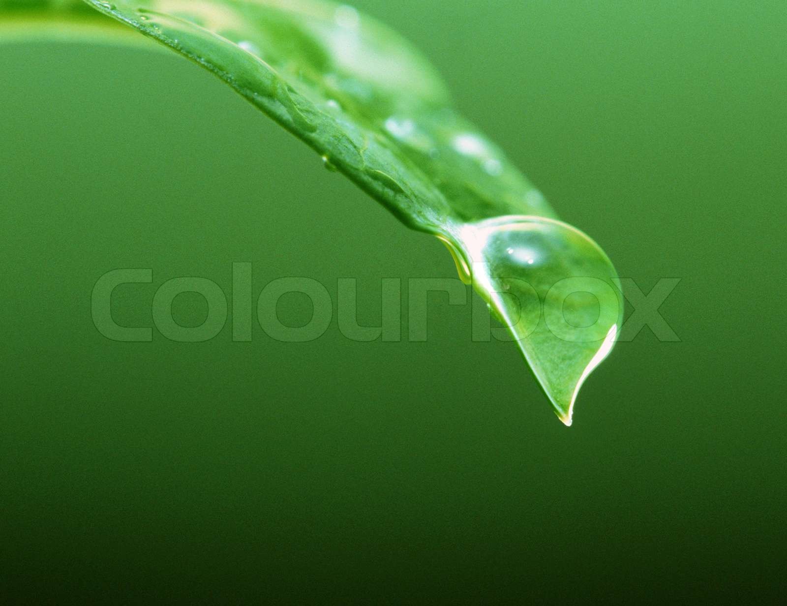 Wassertropfen auf grünes Blatt für Ihr design | Stock Bild | Colourbox