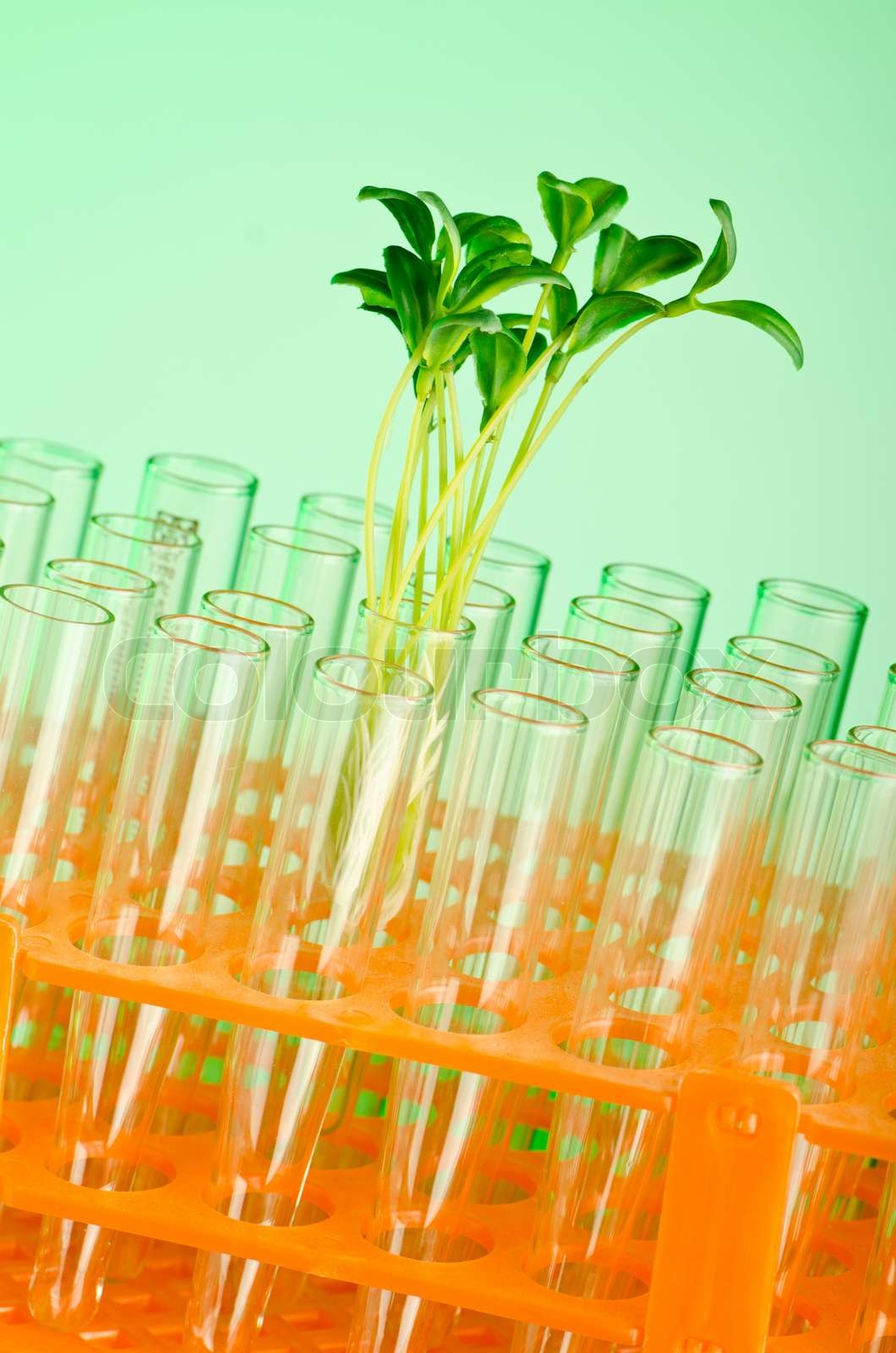 Experiment with green seedlings in the lab | Stock image | Colourbox