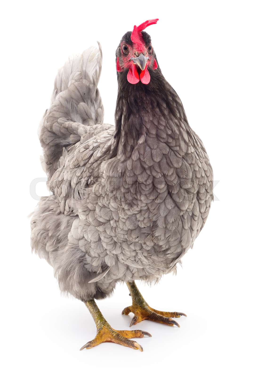 Grey hen isolated. | Stock image | Colourbox