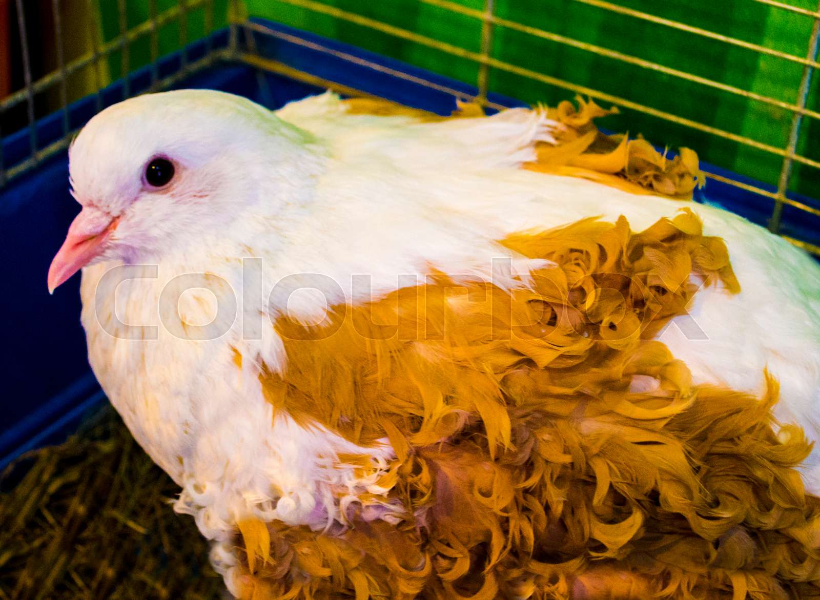 Curly pigeons. | Stock image | Colourbox