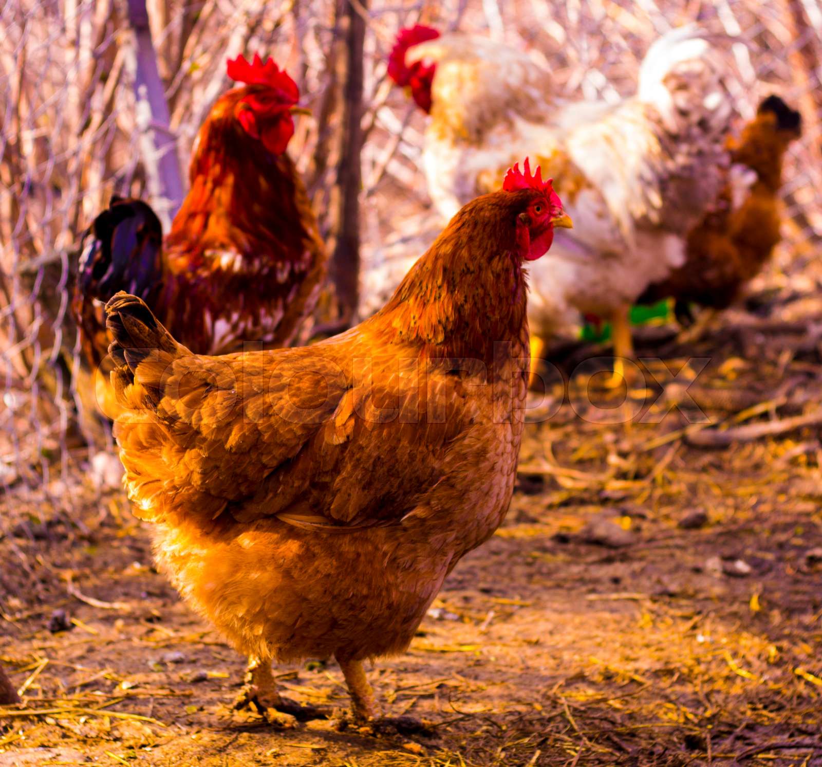 hen. hen portrait. hen in a farm | Stock image | Colourbox