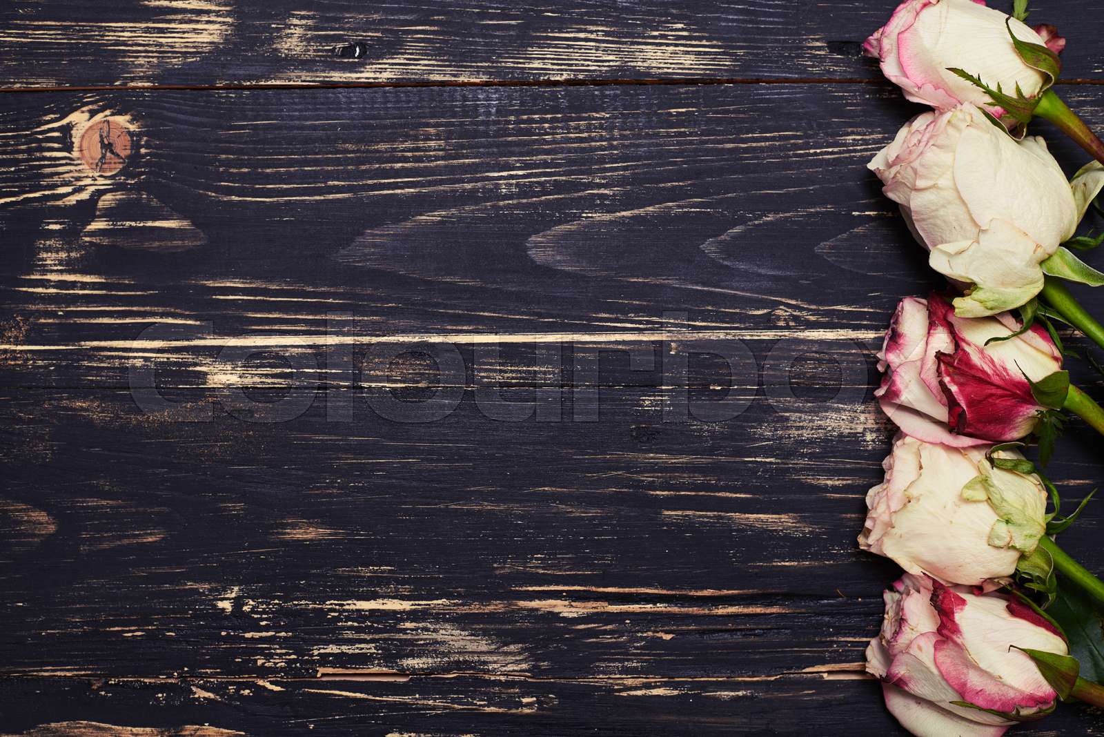 Selective focus on a range of beautiful roses, flat lay picture | Stock ...