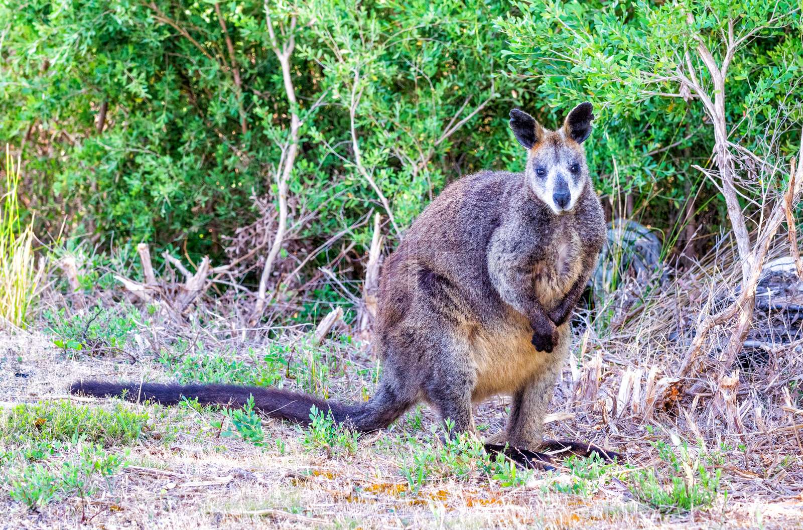 Australian Kangaroo along the forest, Australia | Stock image | Colourbox