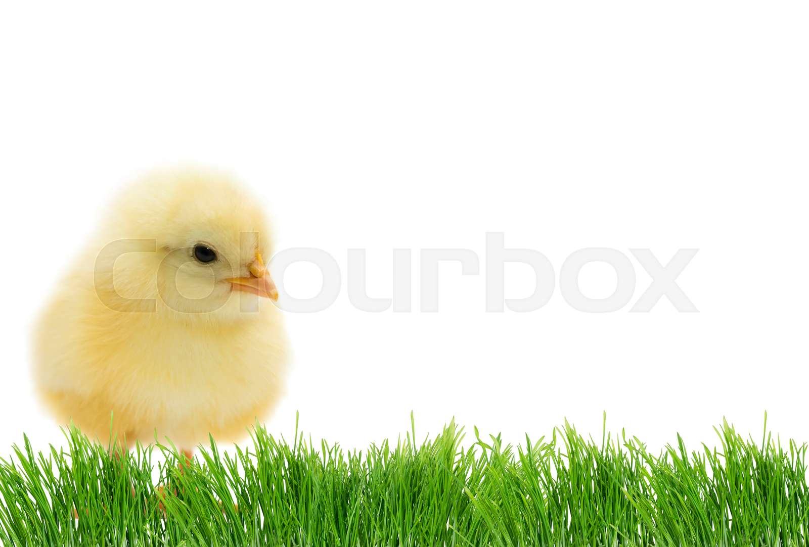 påske, kylling, baby | Stock foto | Colourbox