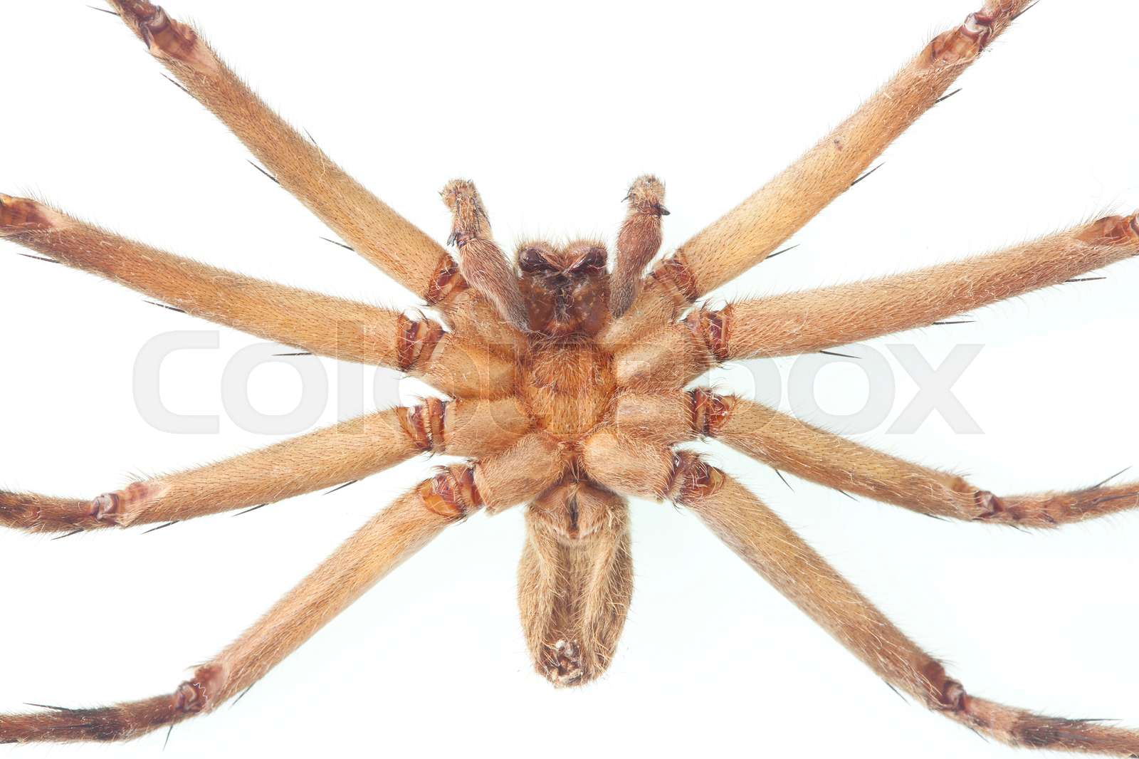 Cane spider isolated on white | Stock image | Colourbox
