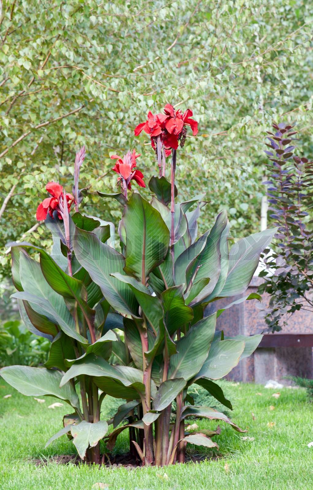 Green tree foliage and big red flowers bush in city park | Stock image ...