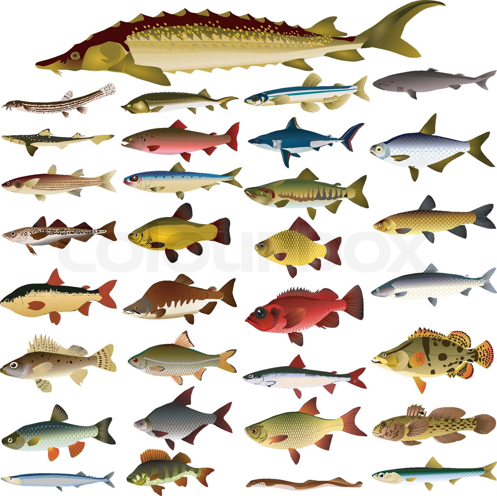 collection of vector images of fish | Stock vector | Colourbox