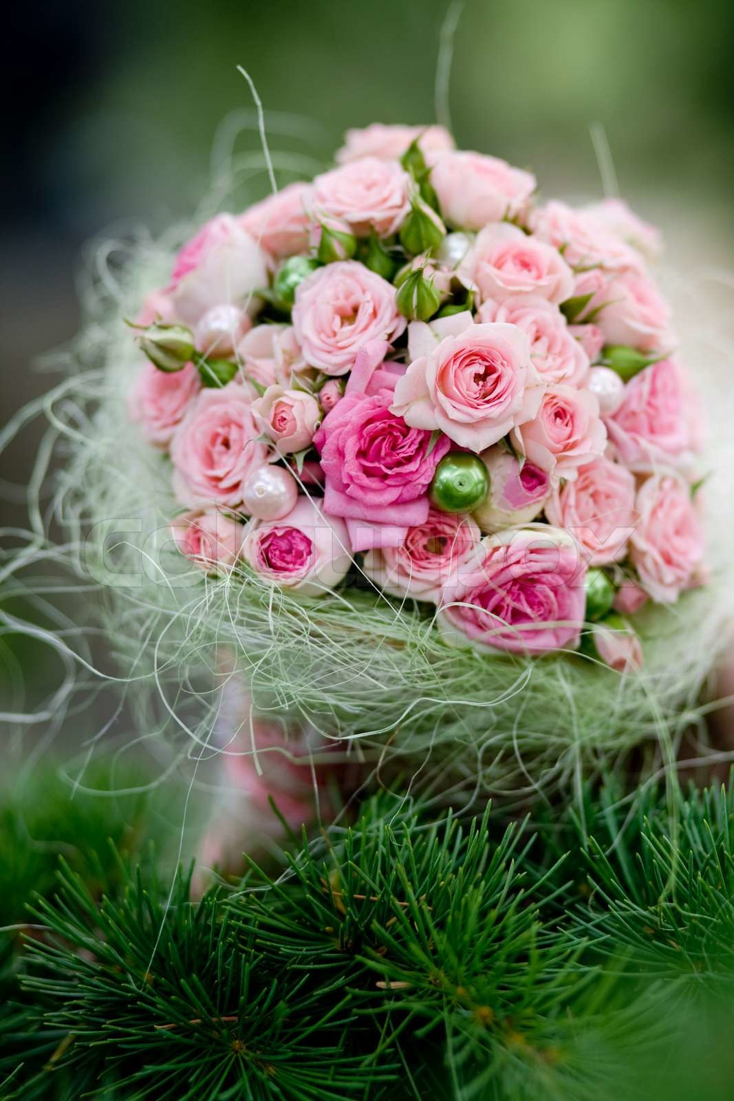 Wedding bouquet with pink roses on pine brahch | Stock image | Colourbox