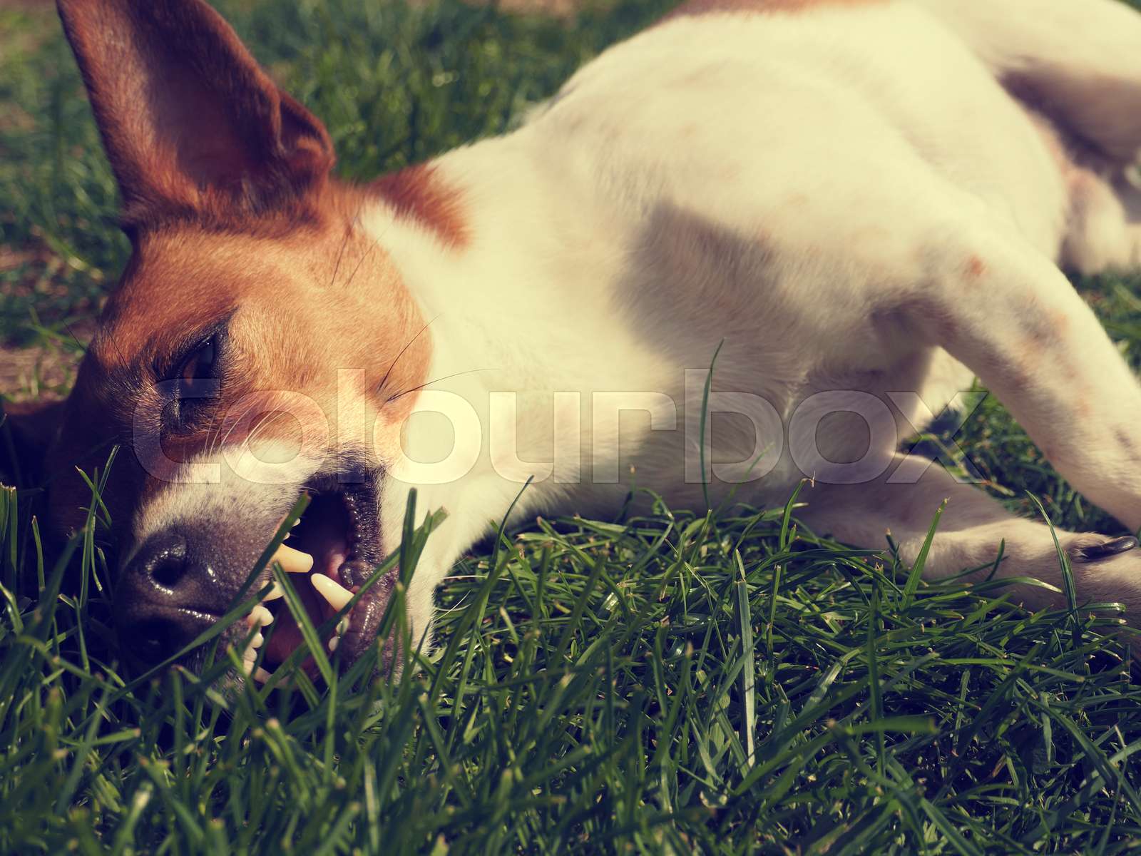 Tired dog close up | Stock image | Colourbox