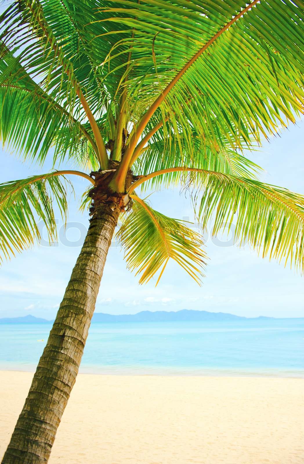 Schöner Strand mit Palme | Stock Bild | Colourbox