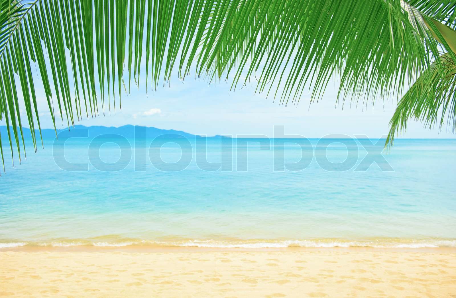 Schöner Strand mit Palme | Stock Bild | Colourbox