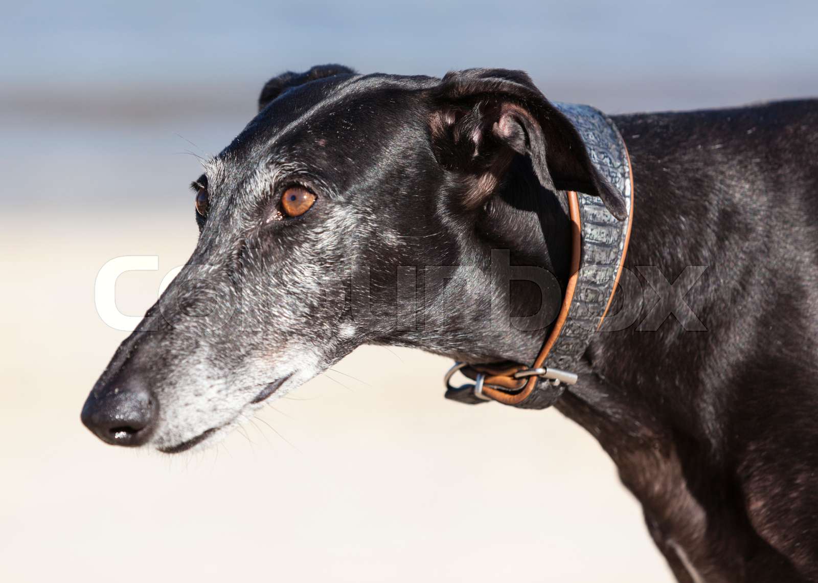 Galgo Espanol portrait | Stock image | Colourbox