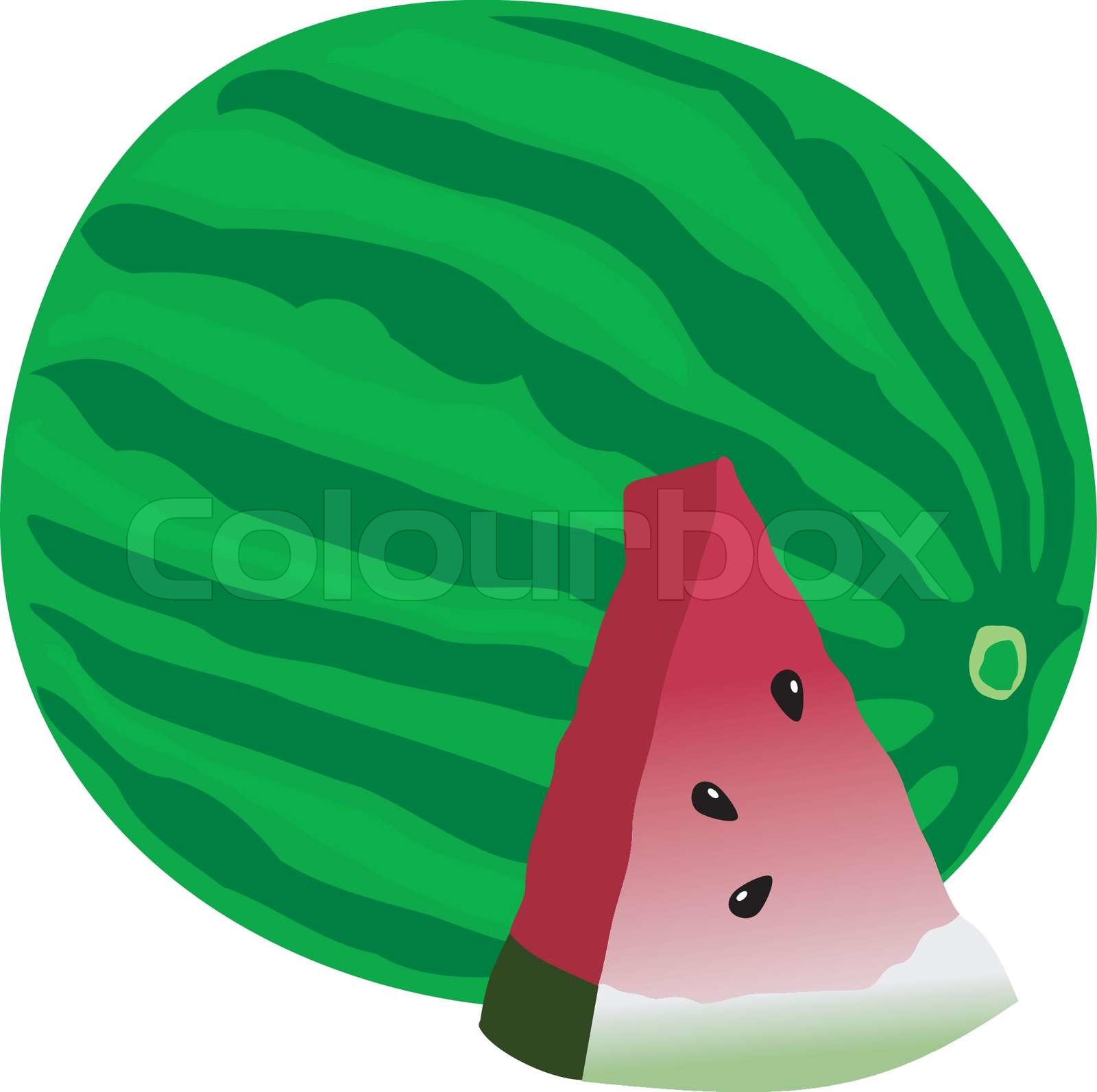 watermelon | Stock vector | Colourbox