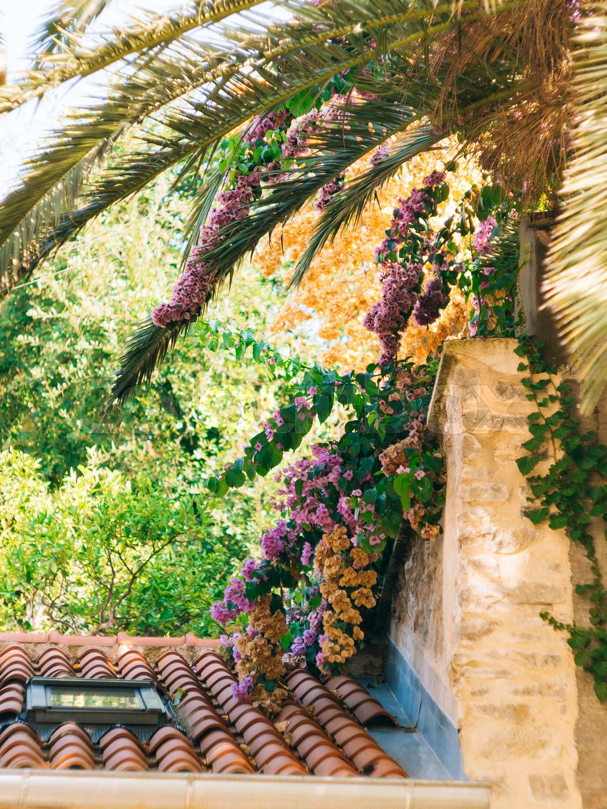 Flowering bougainvillea trees in Montenegro, the Balkans, the Ad ...