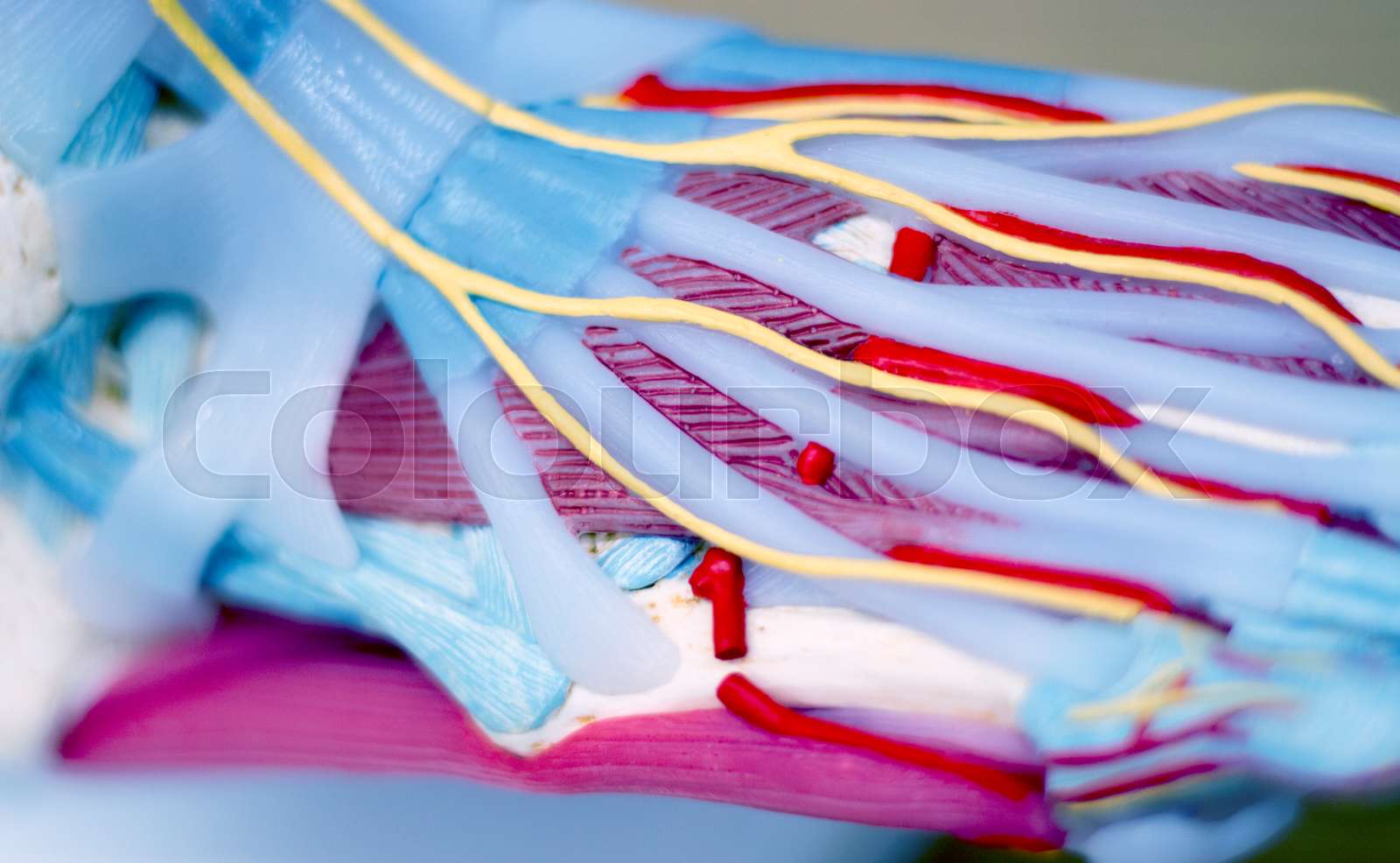 Foot medical anatomy model | Stock image | Colourbox