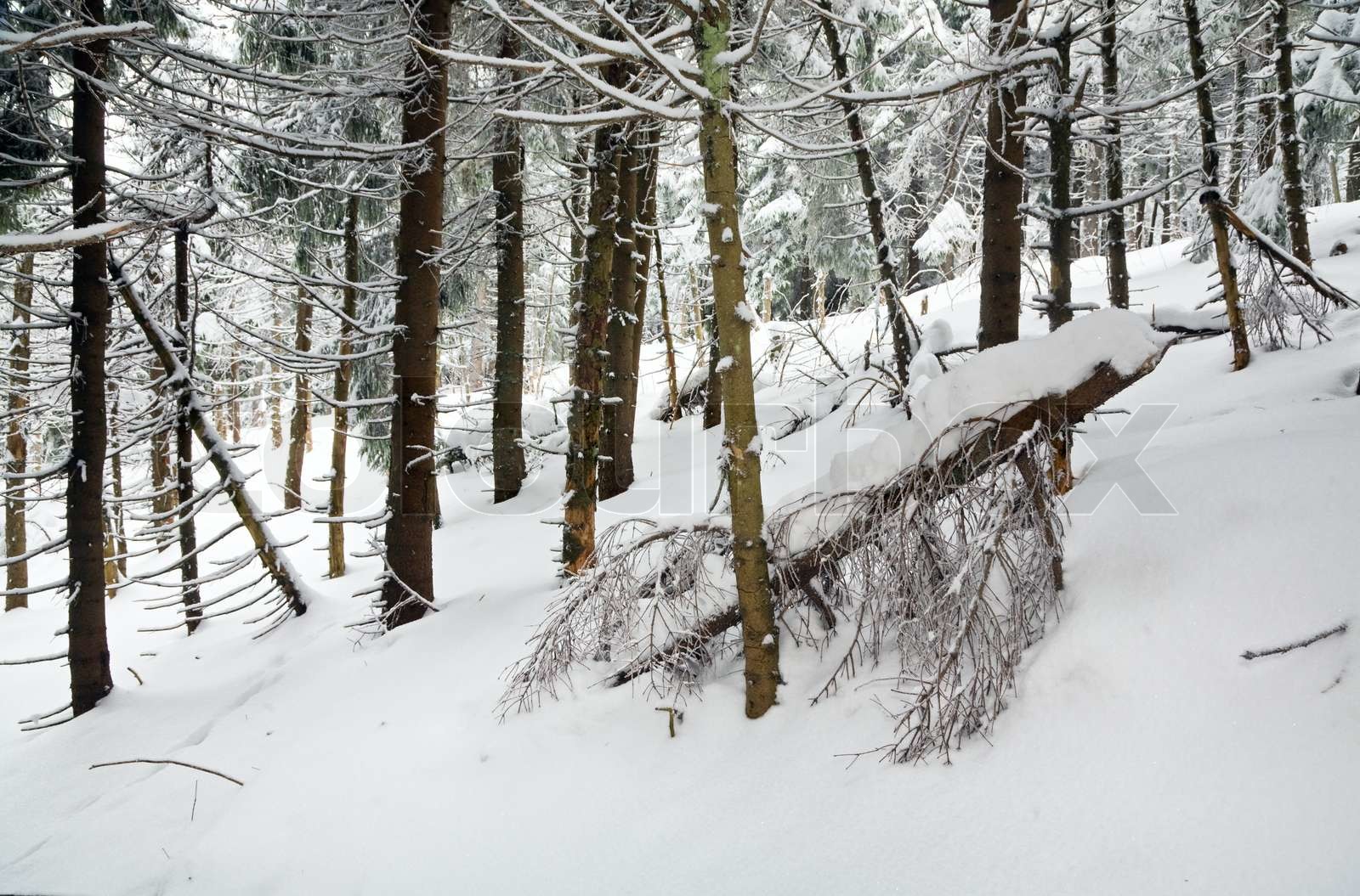 mørk vild vinter skov med rim og snedækkede grantræer | Stock foto ...