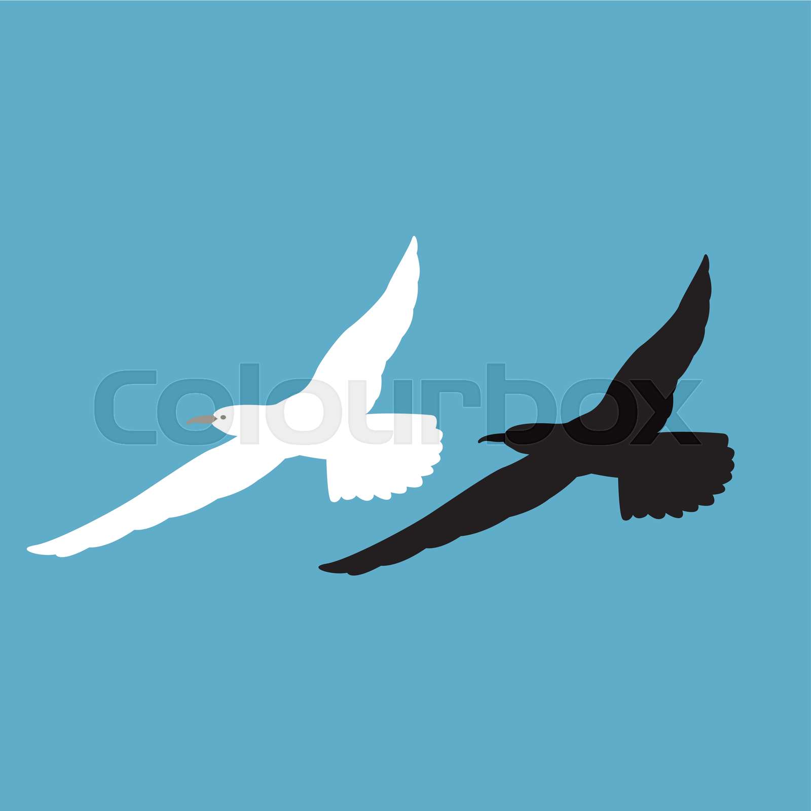 seagull vector | Stock vector | Colourbox