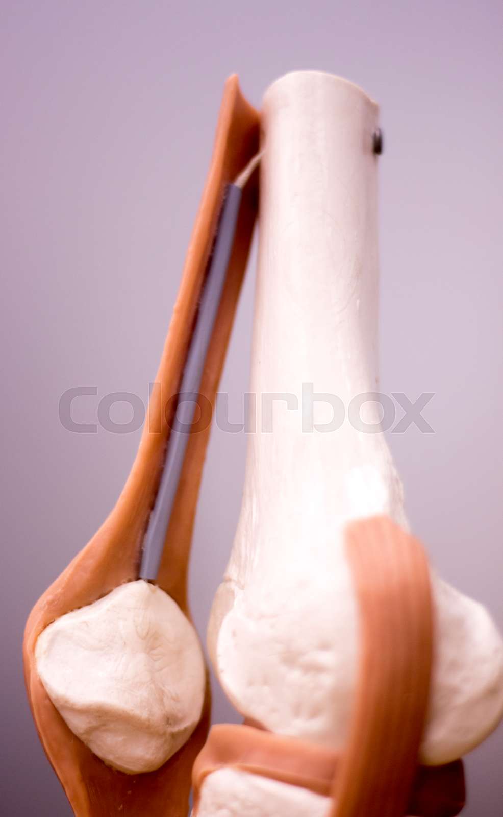 Knee meniscus medical model | Stock image | Colourbox