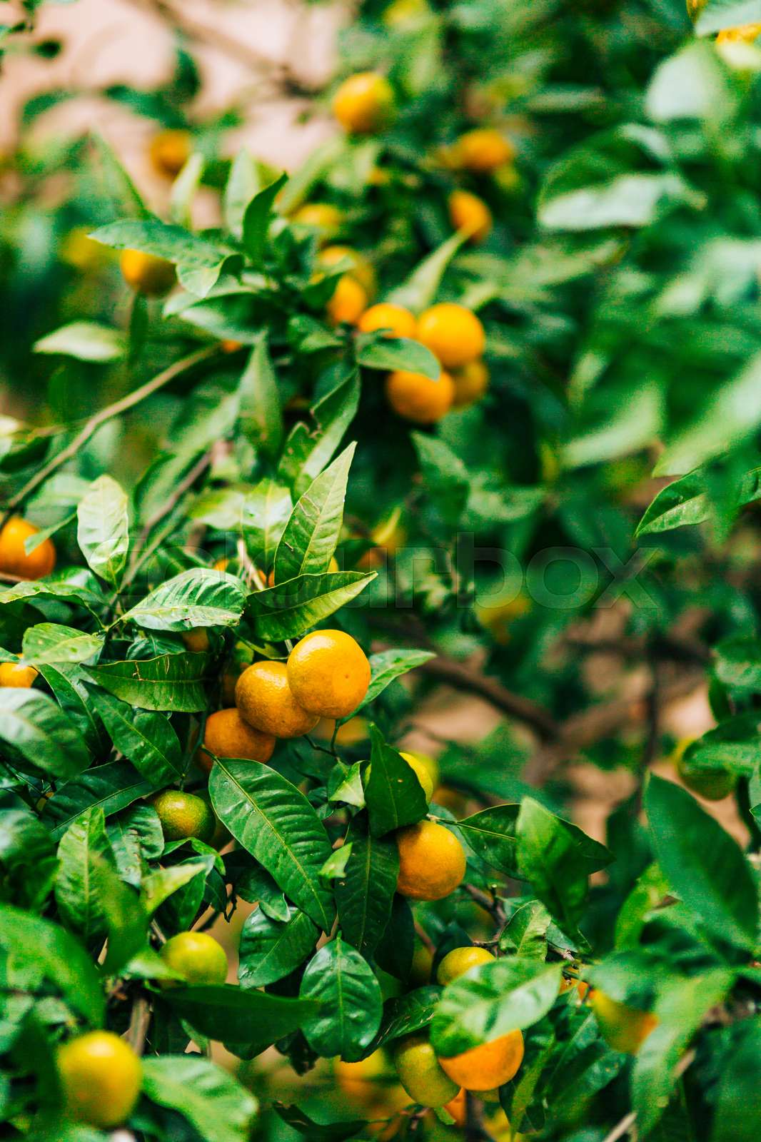 Ripening on the tree a tangerine. Montenegrin mandarin trees. Ho ...