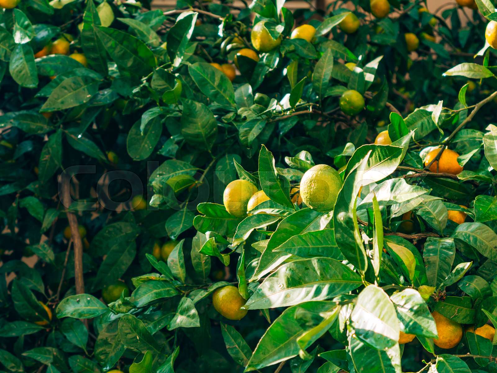 Ripening on the tree a tangerine. Montenegrin mandarin trees. Ho ...