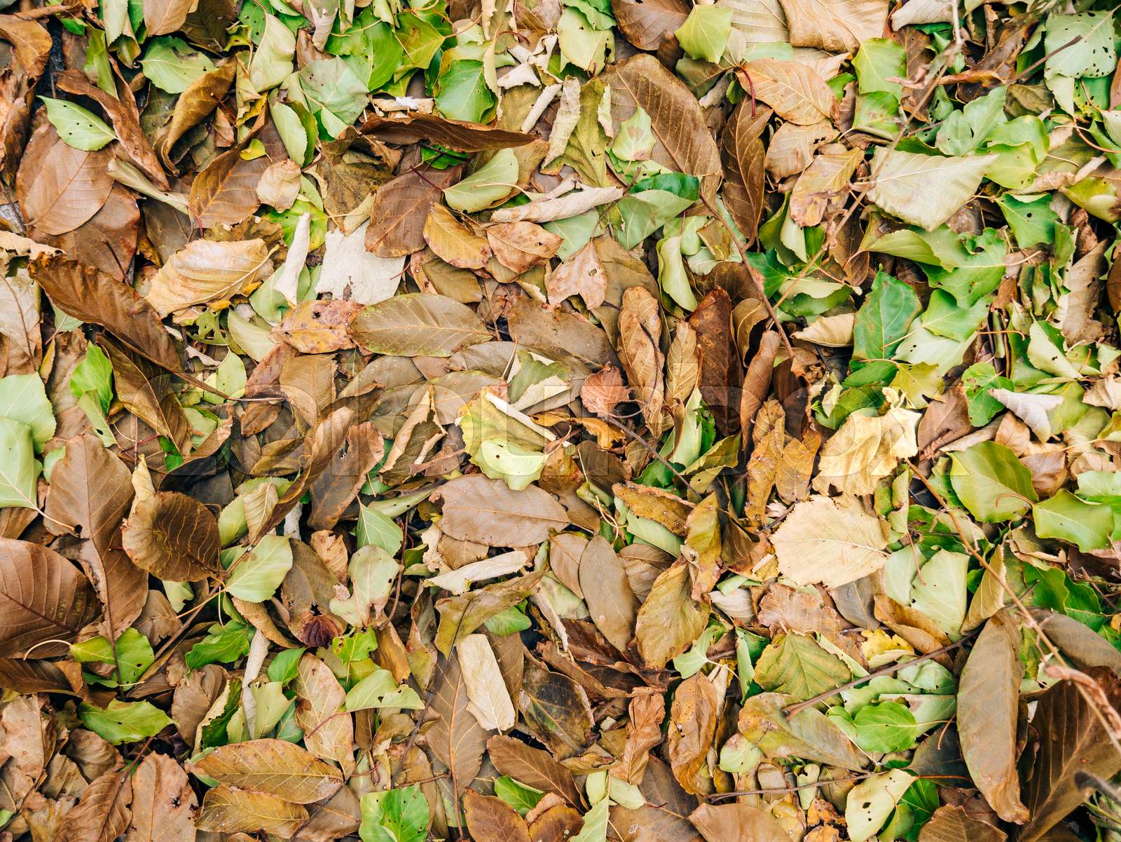 Texture of autumn leaves. Yellow fallen leaves on the ground in | Stock ...