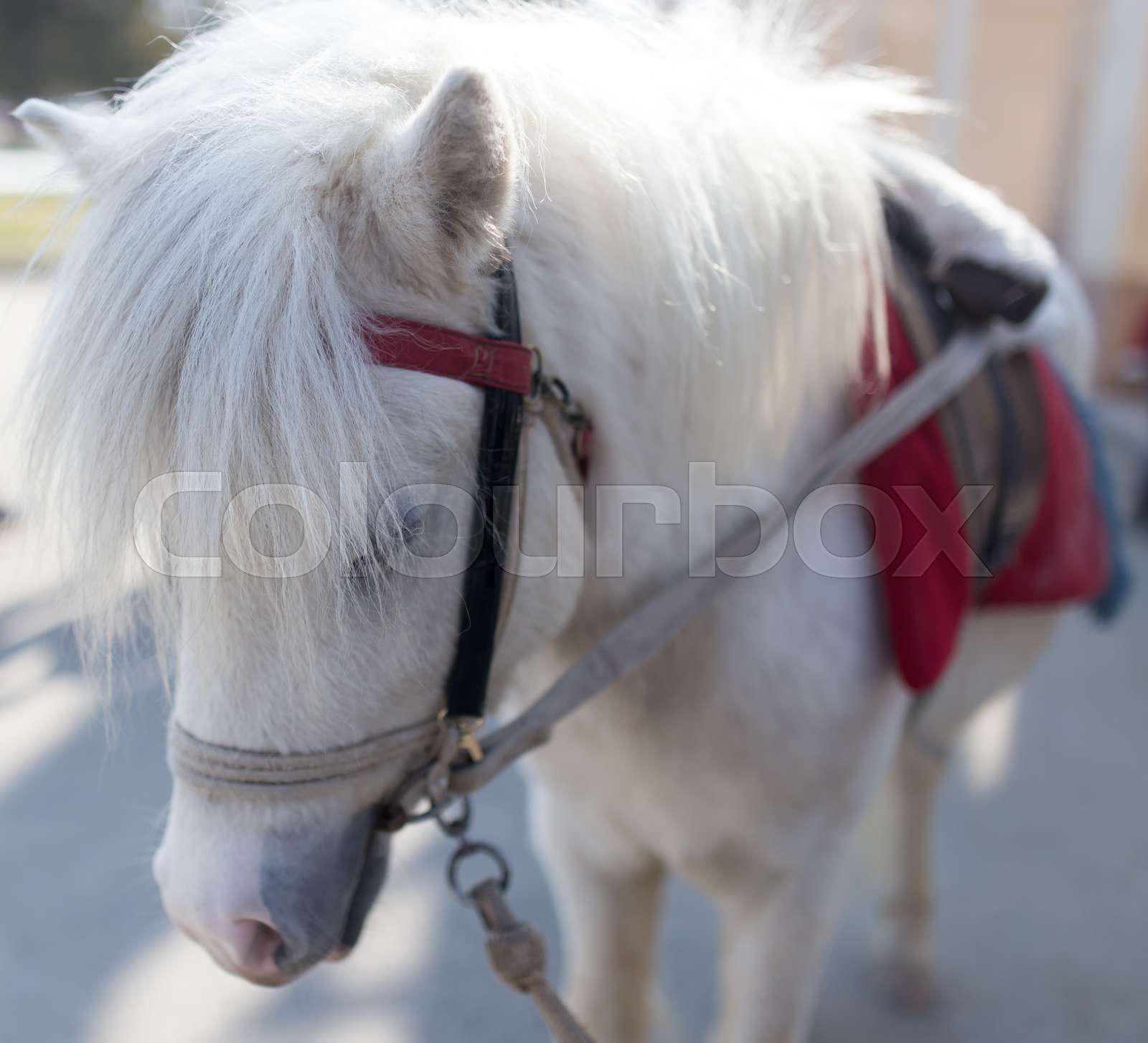 hest, hingst, udenfor | Stock foto | Colourbox