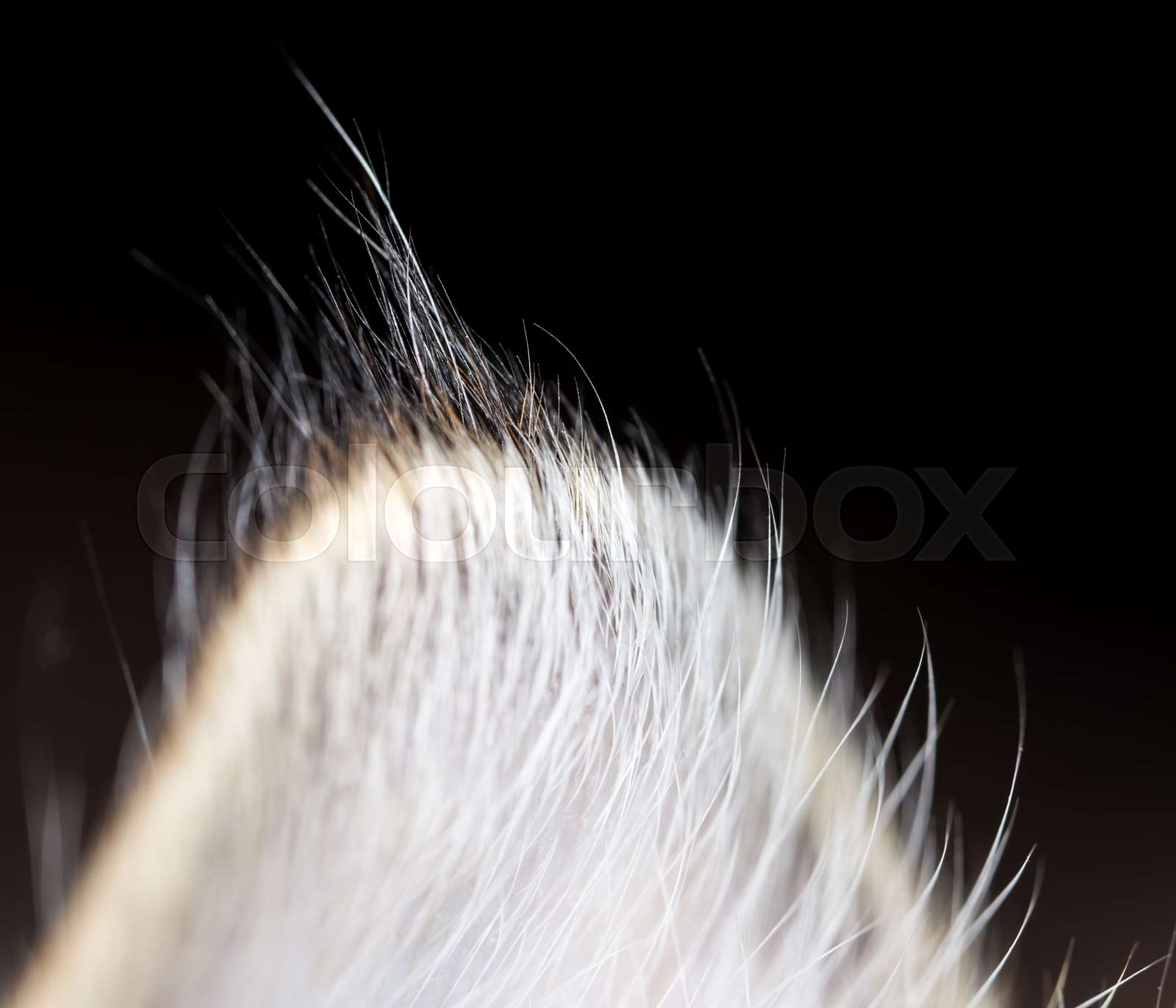 Hair on the ears of a cat | Stock image | Colourbox