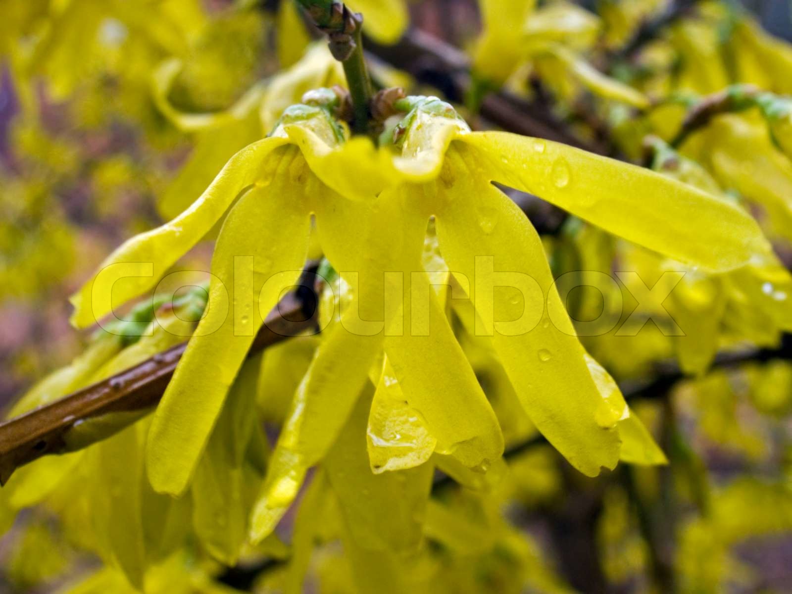Blühender Zweig der Baum mit gelben Blüten | Stock Bild | Colourbox