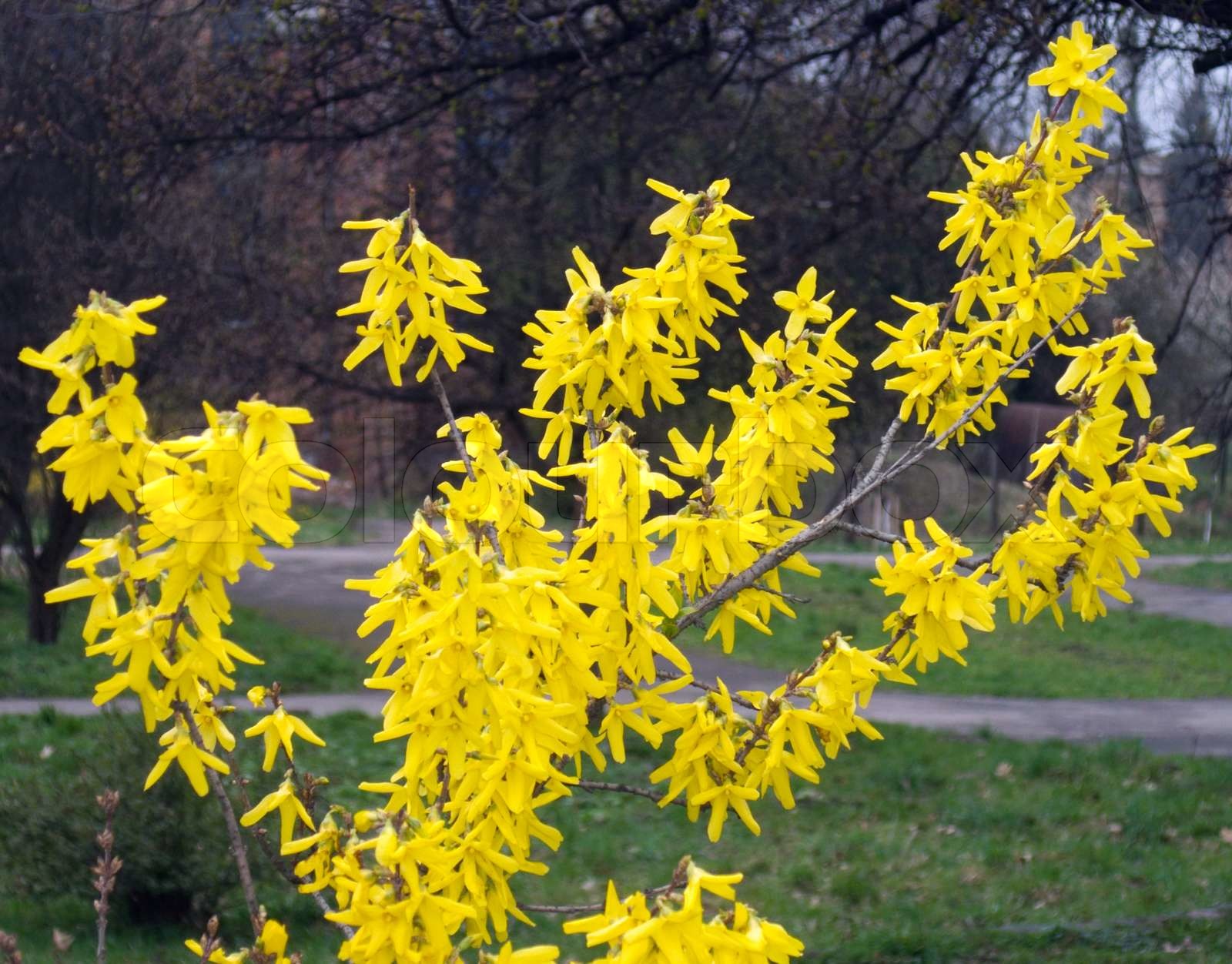 Blühender Zweig der Baum mit gelben Blüten | Stock Bild | Colourbox
