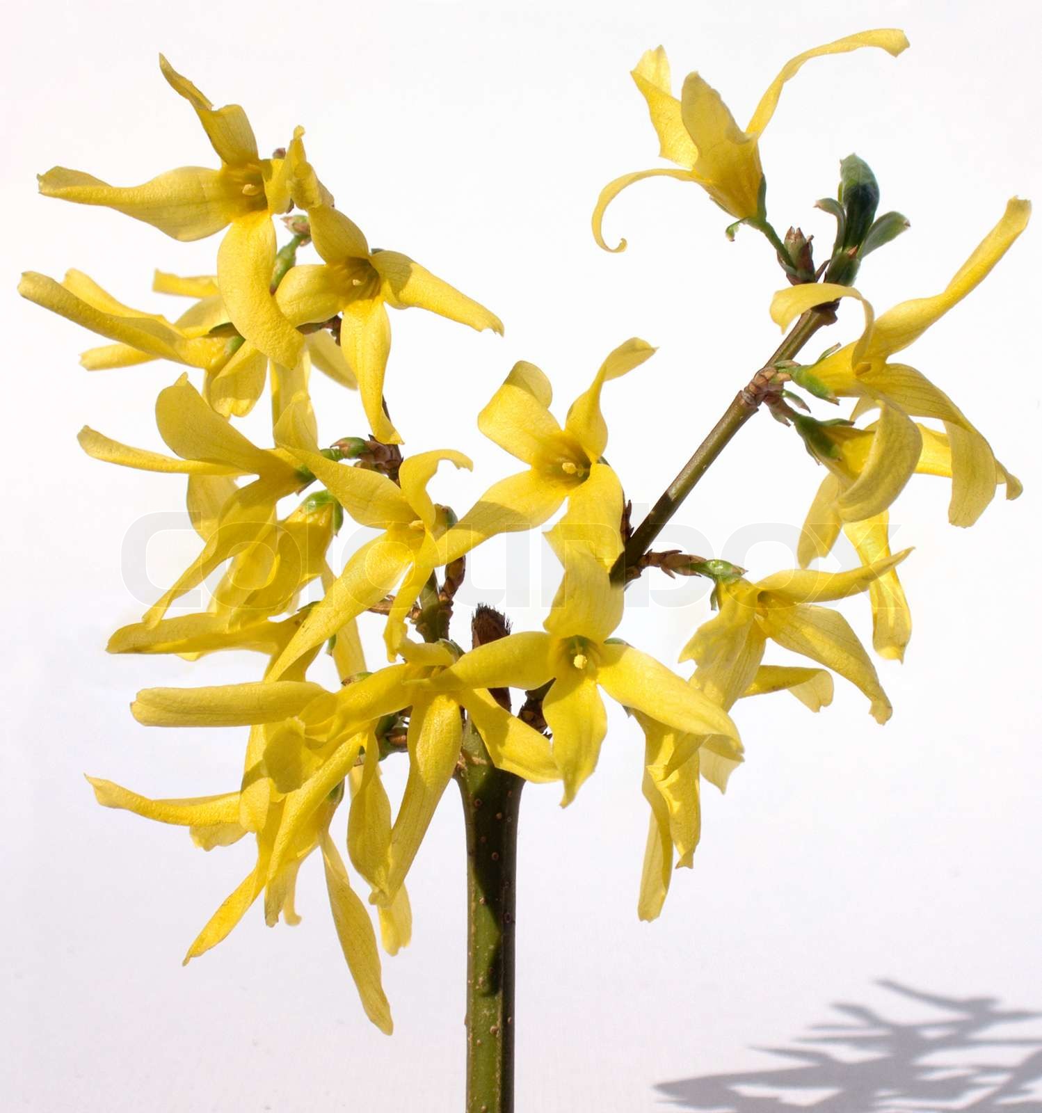 Blühender Zweig der Baum mit gelben Blüten ( auf hellem Hintergrund ...