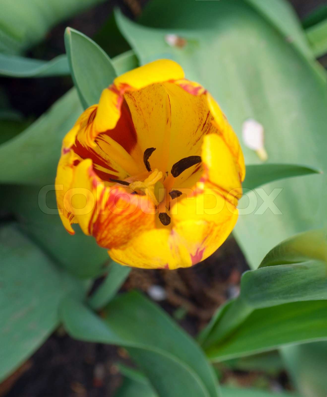 Tulpe Von Oben