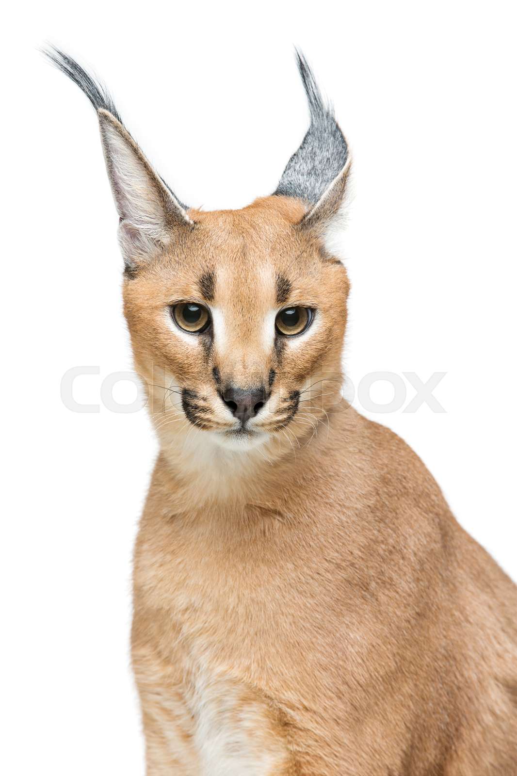 White Caracal