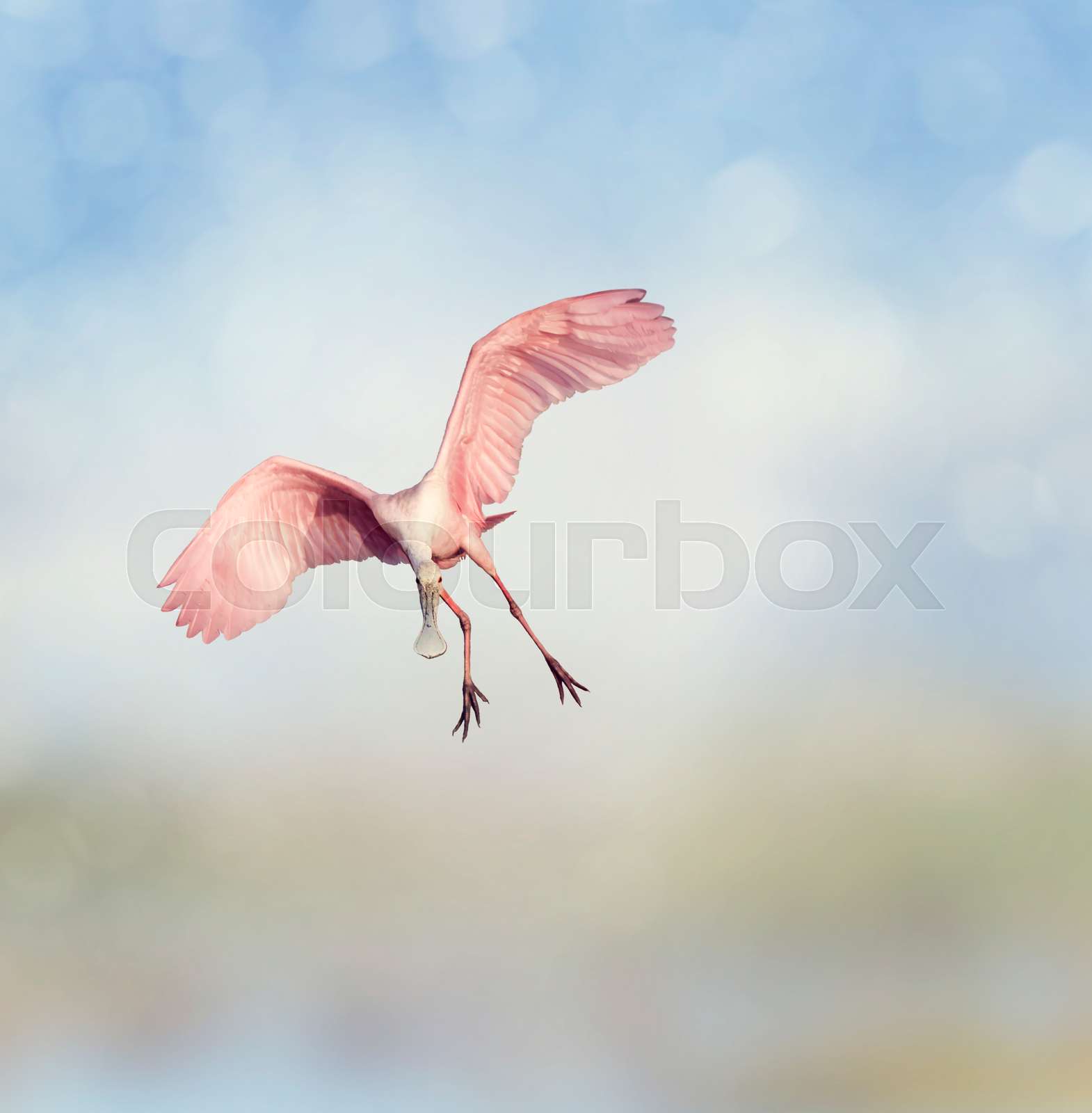 Roseate Spoonbill | Stock image | Colourbox