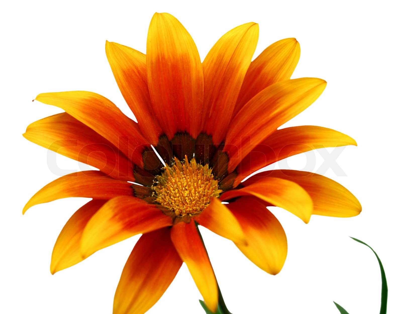 Red-yellow flower like a daisy (isolated on white) | Stock image ...