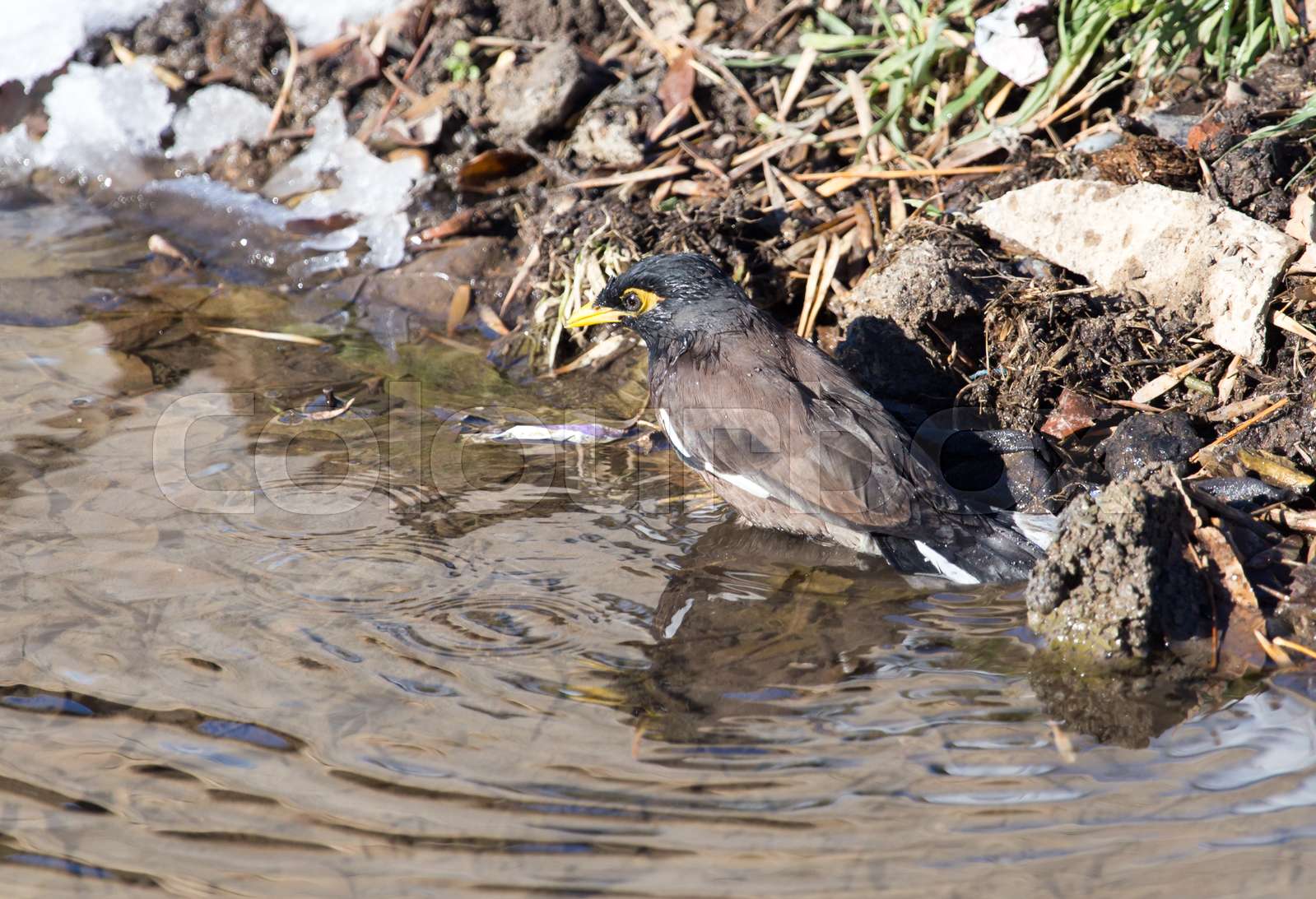 bird bathing in a puddle | Stock image | Colourbox