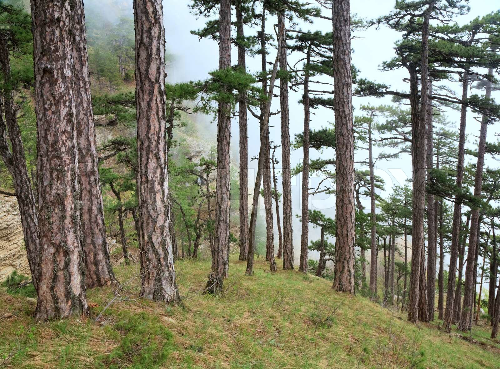 Summer misty forest of pine trees on hill (Aj-Petri mountain, Crimea ...