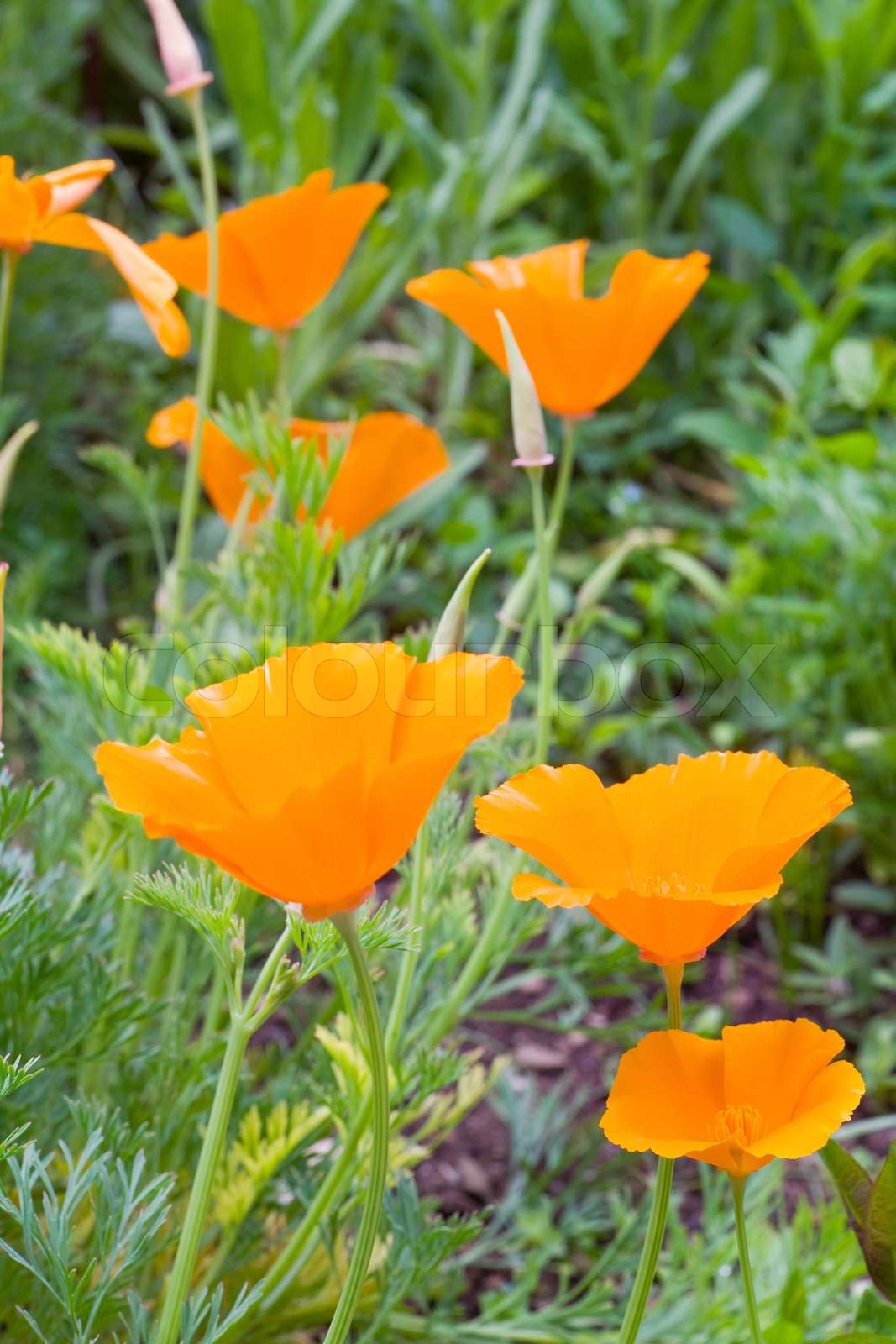 Orange poppy flowers (California Golden Poppy) close-up - Stock Image ...