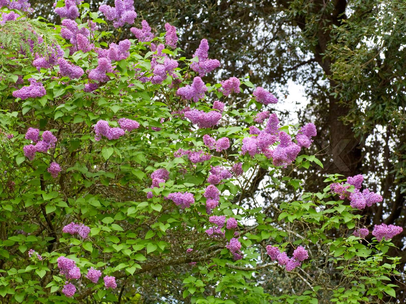 blossom lilac tree with violet flowers in spring park | Stock image ...