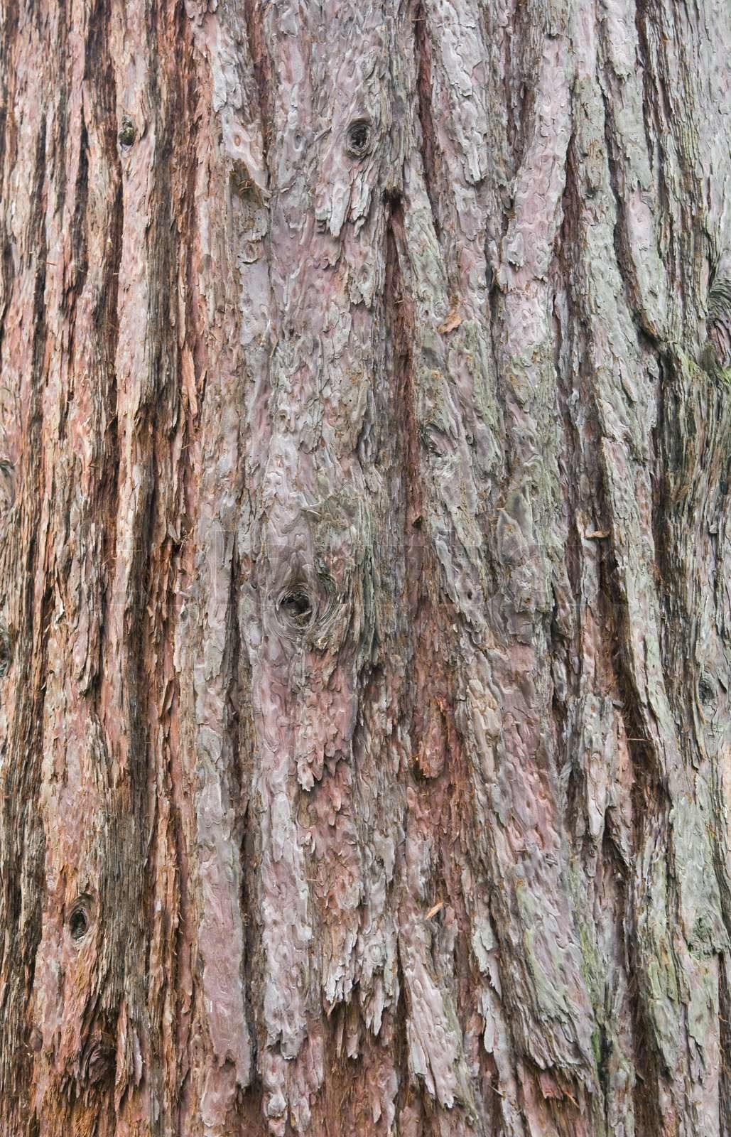 Coarse bark of old majestic sequoia tree(Sequoiadendron giganteum ...