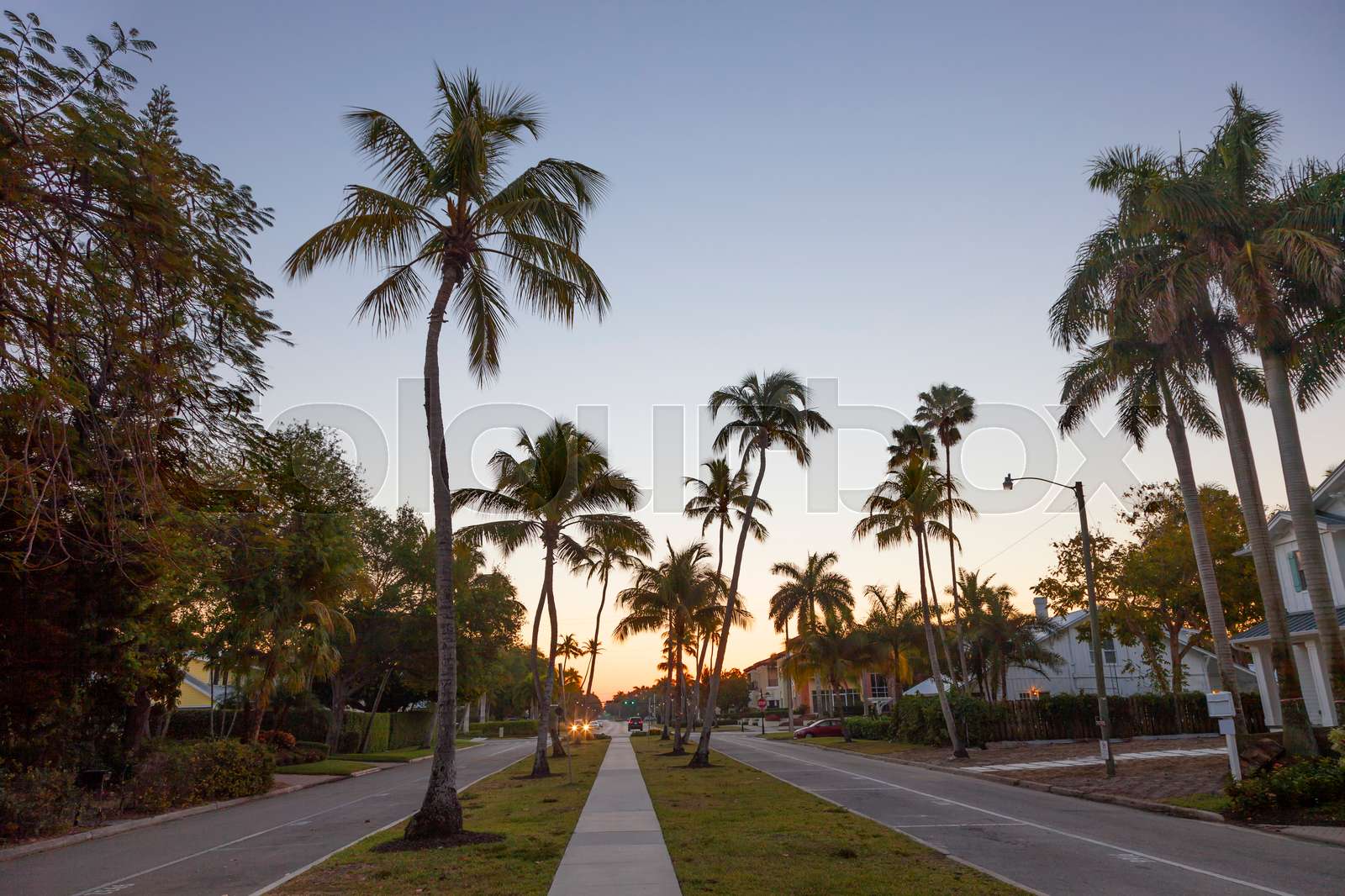 Palm trees in Naples, Florida | Stock image | Colourbox