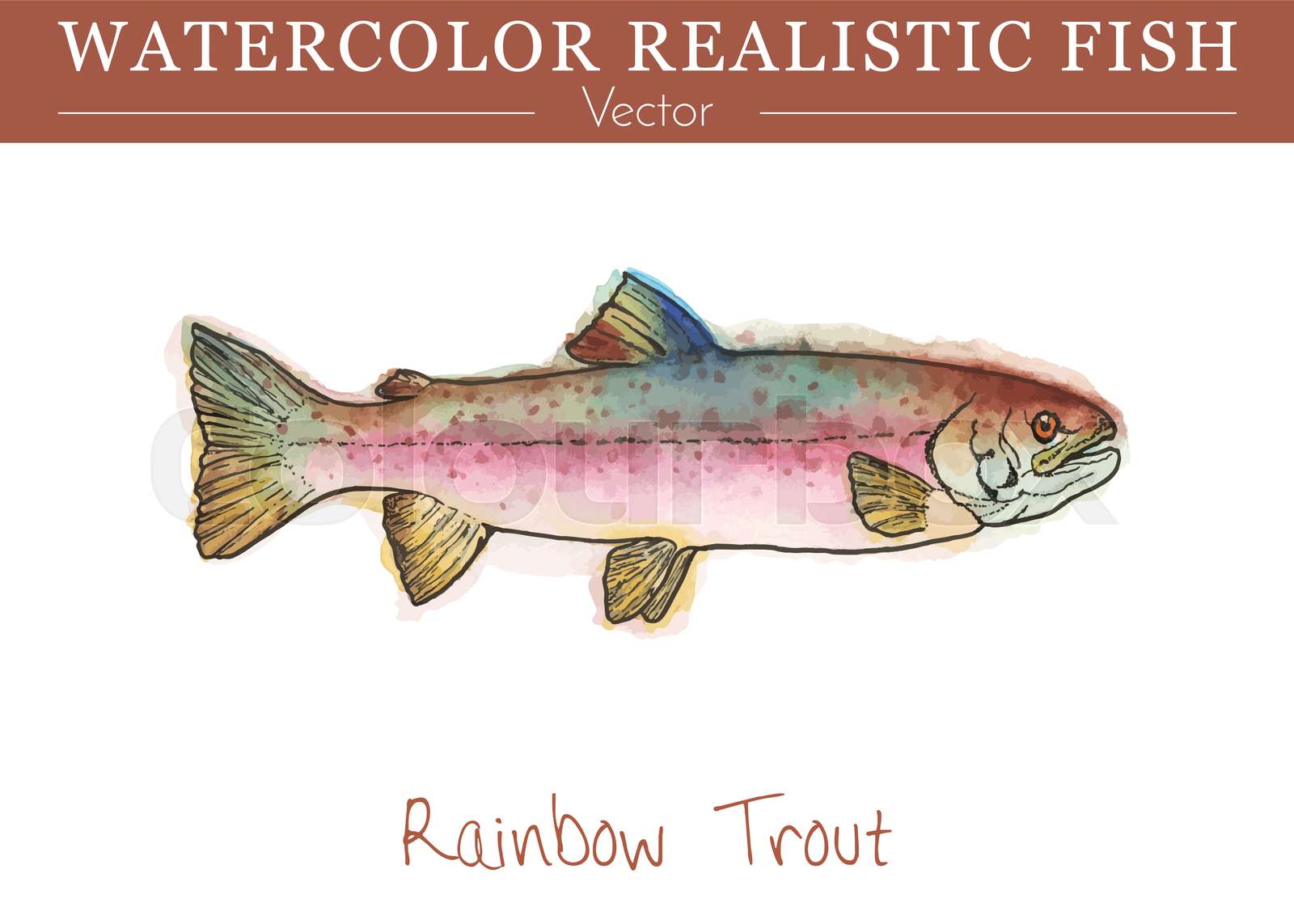 Hand painted watercolor edible fish. Vector design | Stock vector ...