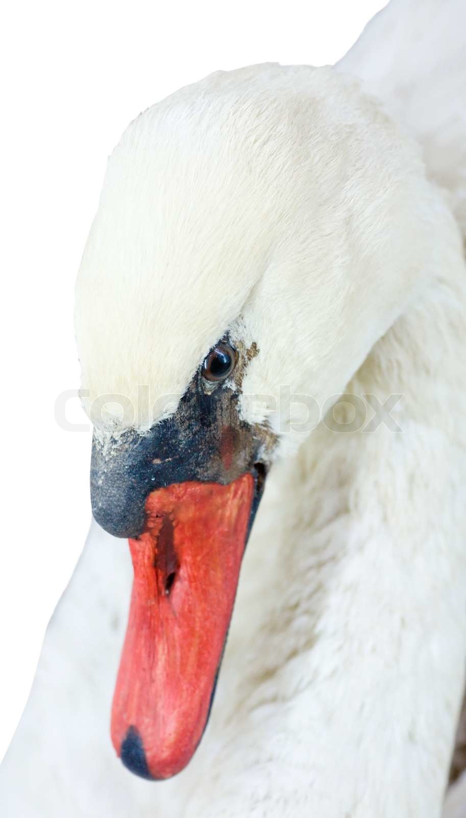 Beautiful graceful white swan head (macro) isolated on white | Stock ...
