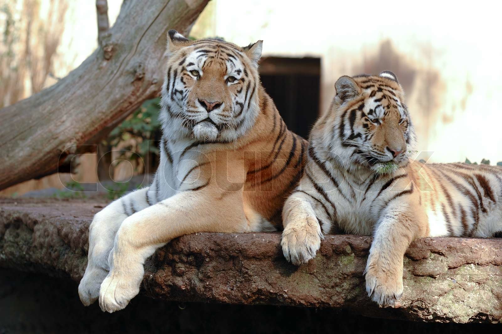 Tigers Ruhe im Schatten | Stock Bild | Colourbox