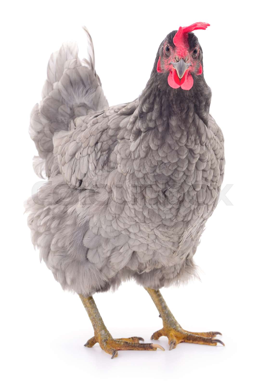 Grey hen isolated. | Stock image | Colourbox