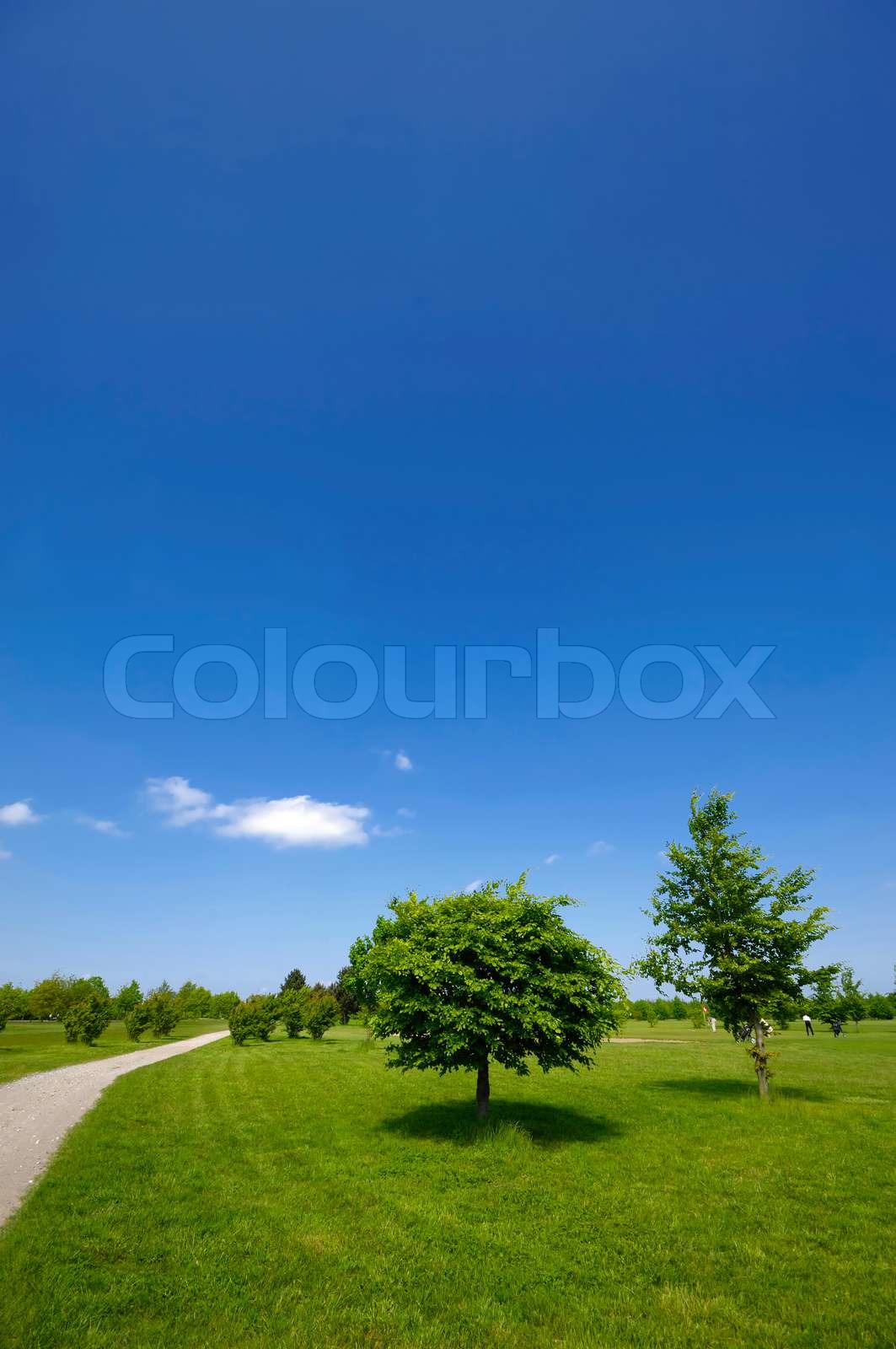 Park mit Pfad und Bäume | Stock Bild | Colourbox