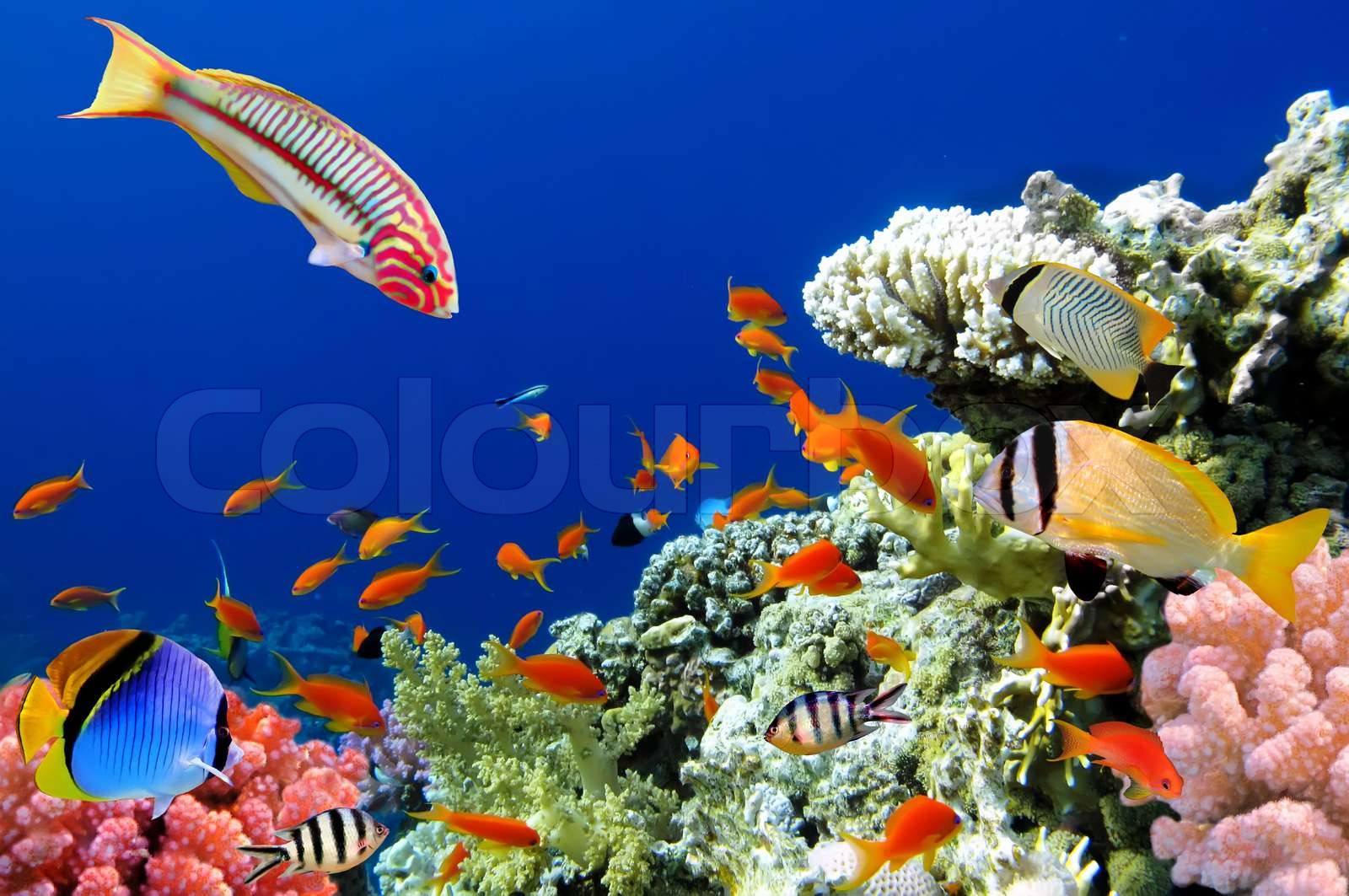 Fische Im Roten Meer Ubersicht